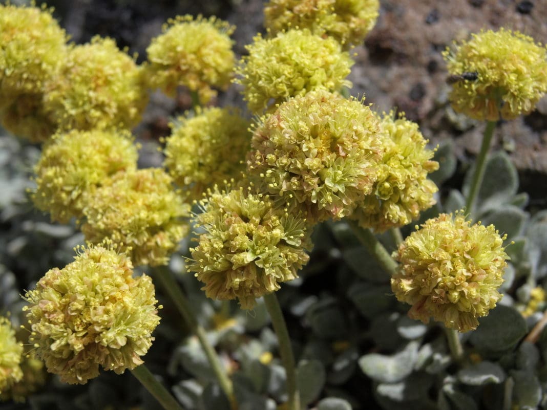 Lake Tahoe Wildflower Hikes — Tahoe Institute for Natural Science